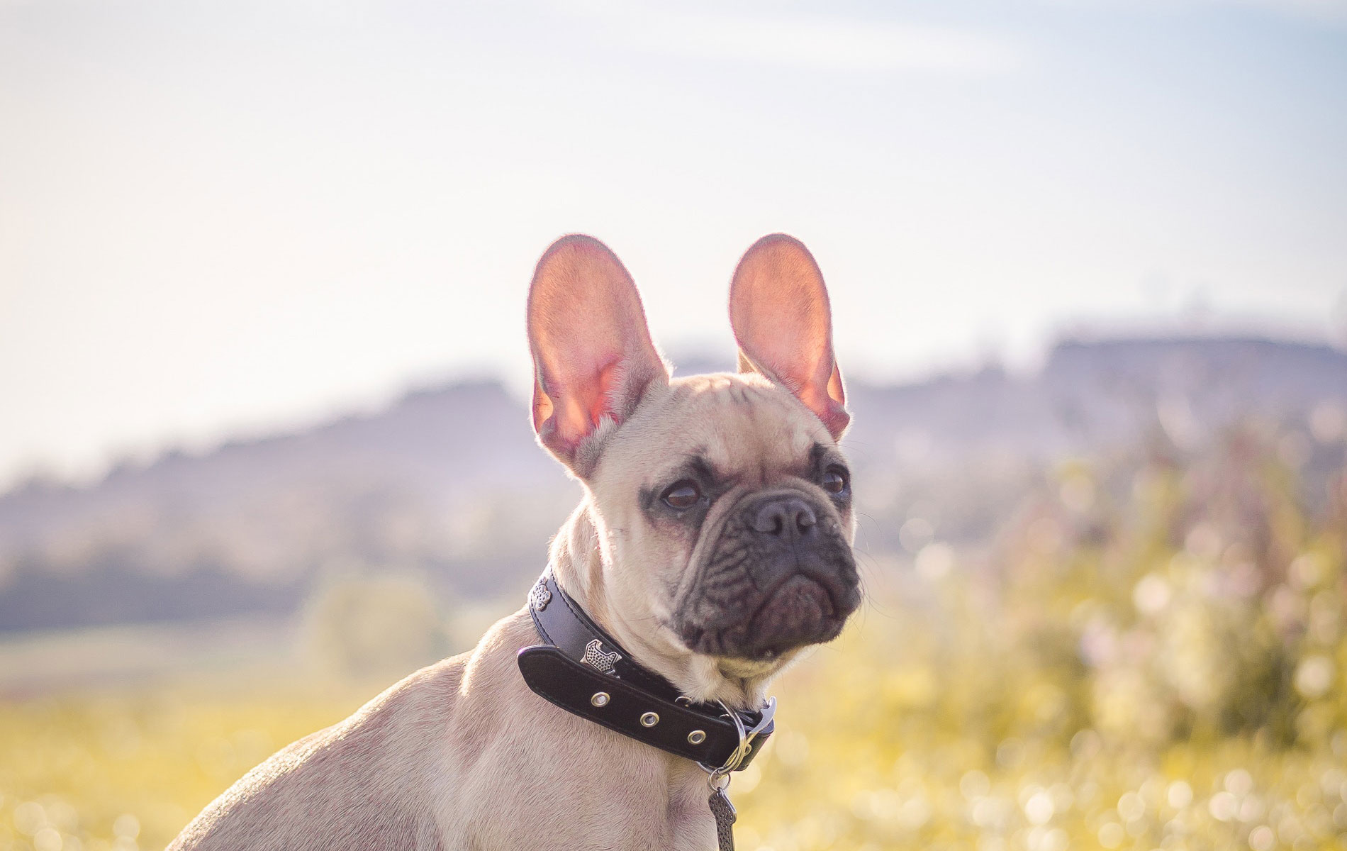 New Client Form – Chippewa Animal Hospital